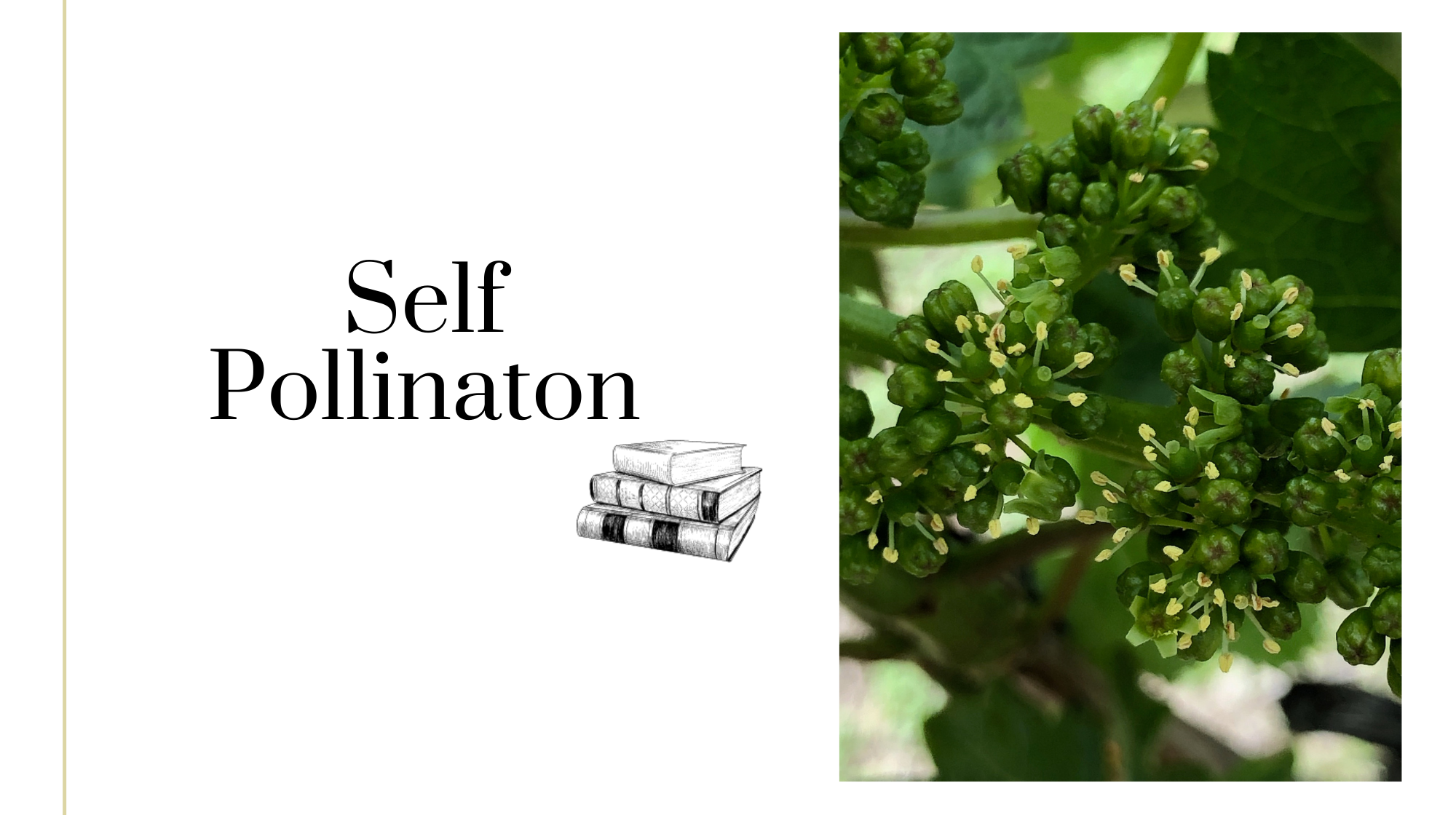 Self Pollination