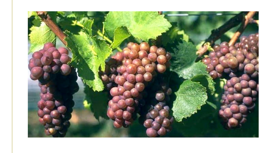 Blog – Hawkshead Wine